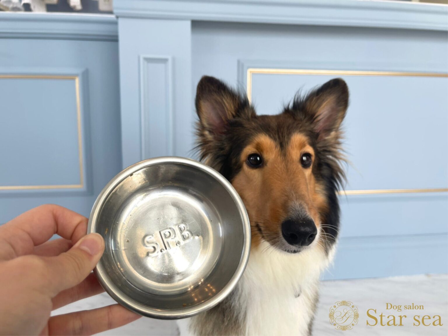 【品薄?】K9ナチュラルドッグフードの口コミ・評判を調査！食いつき・栄養・安全性を詳しく解説 Dog salon Star sea（スターシー）